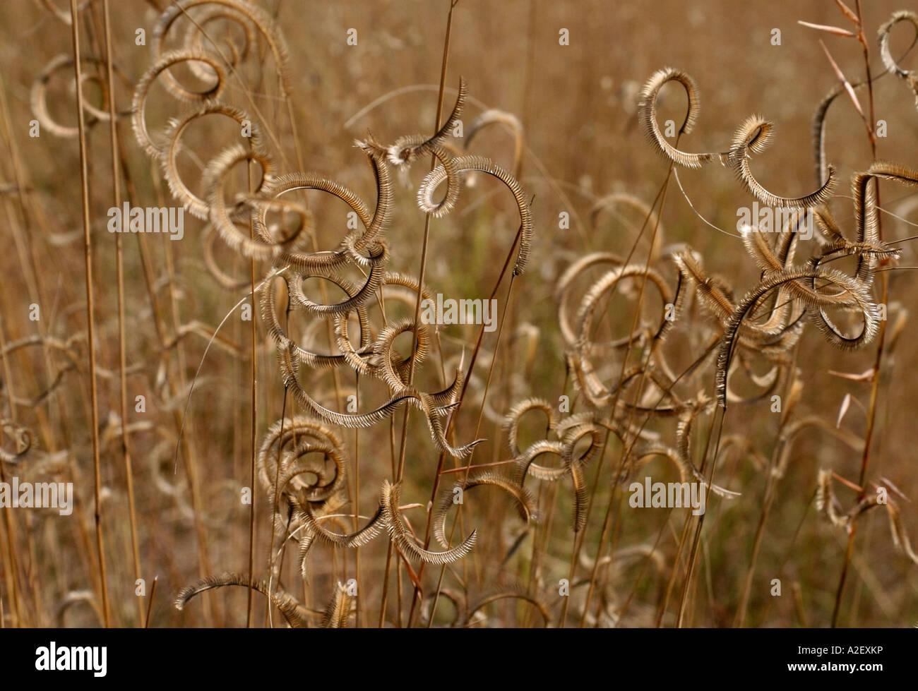 Curly grass growing on mount Klouto , Kpalime Stock Photo - Alamy