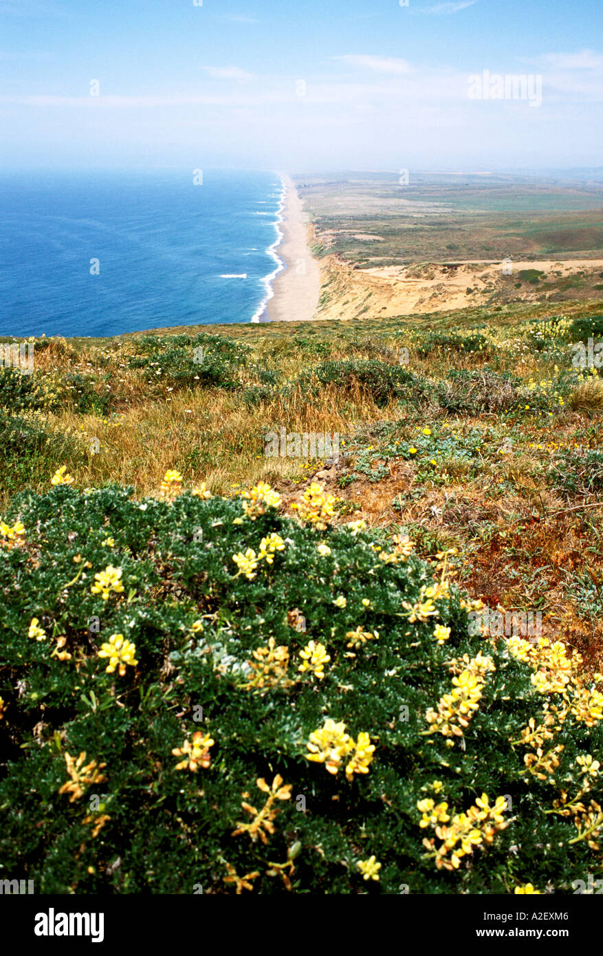 CA Yellow lupine wildflowers on bluff at Point Reyes National Seashore ...