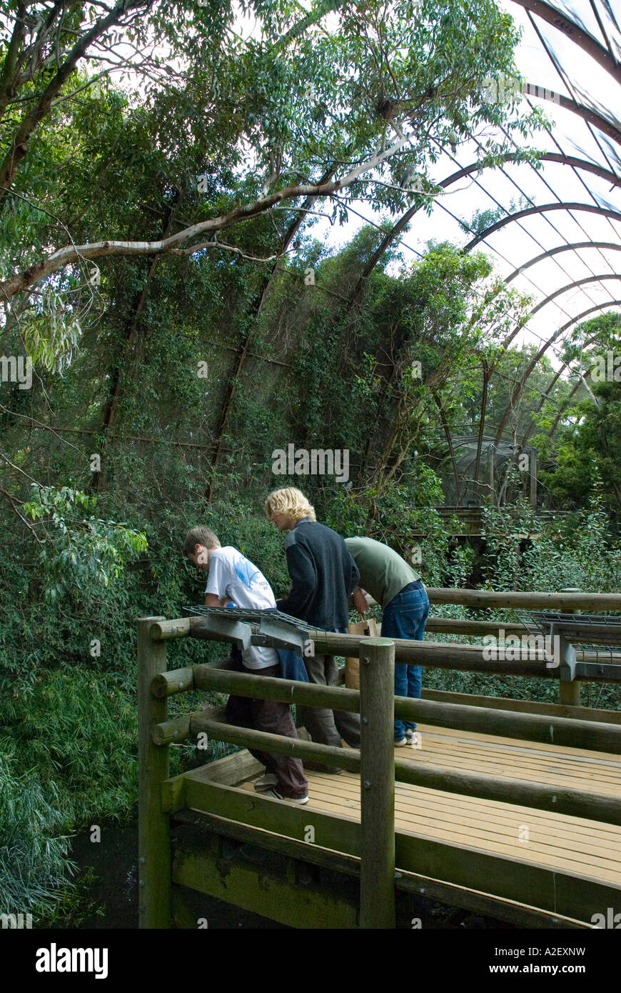 Three boys in Great Flight Aviary Royal Melbourne Zoological Gardens ...