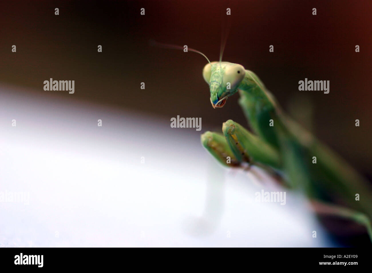praying mantis 2 Stock Photo - Alamy