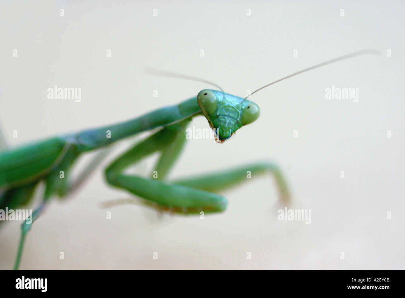 praying mantis 3 Stock Photo - Alamy