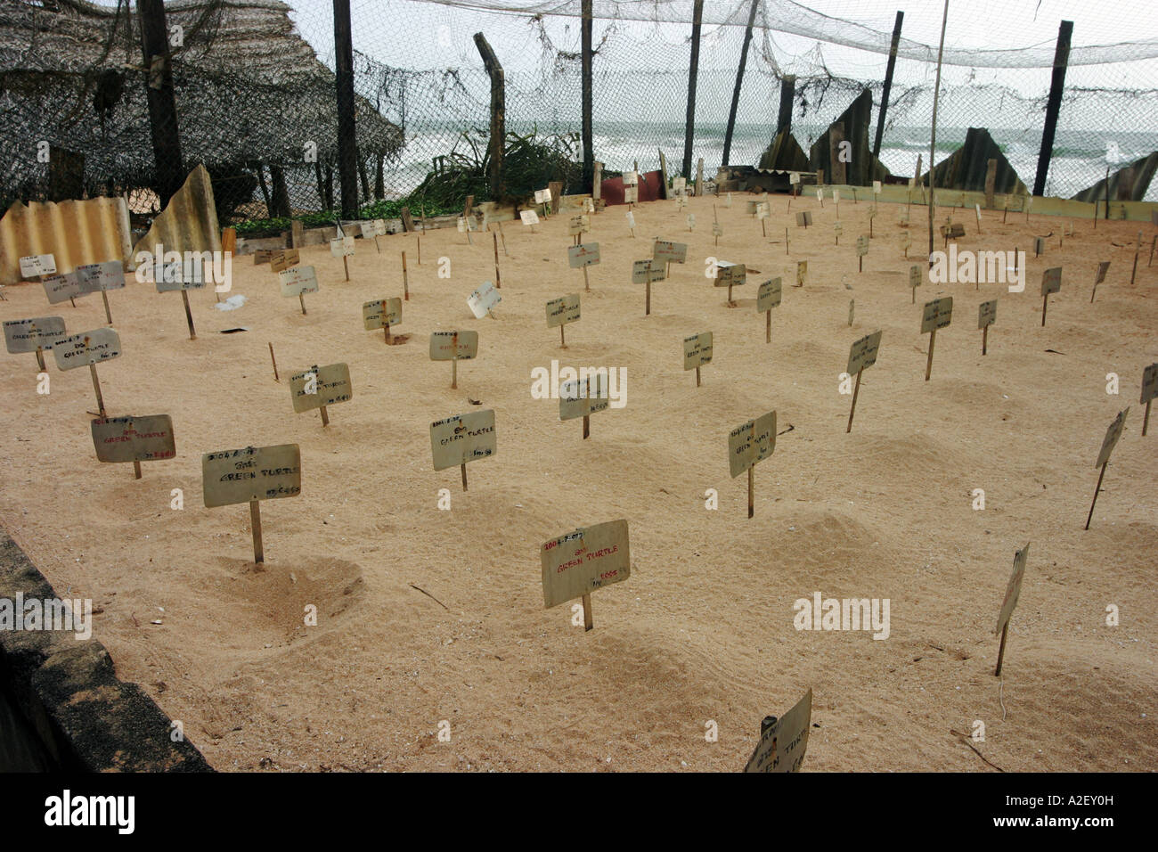 Sri Lanka turtle sanctuary, Turtle eggs buried in the sand, Turtle ...