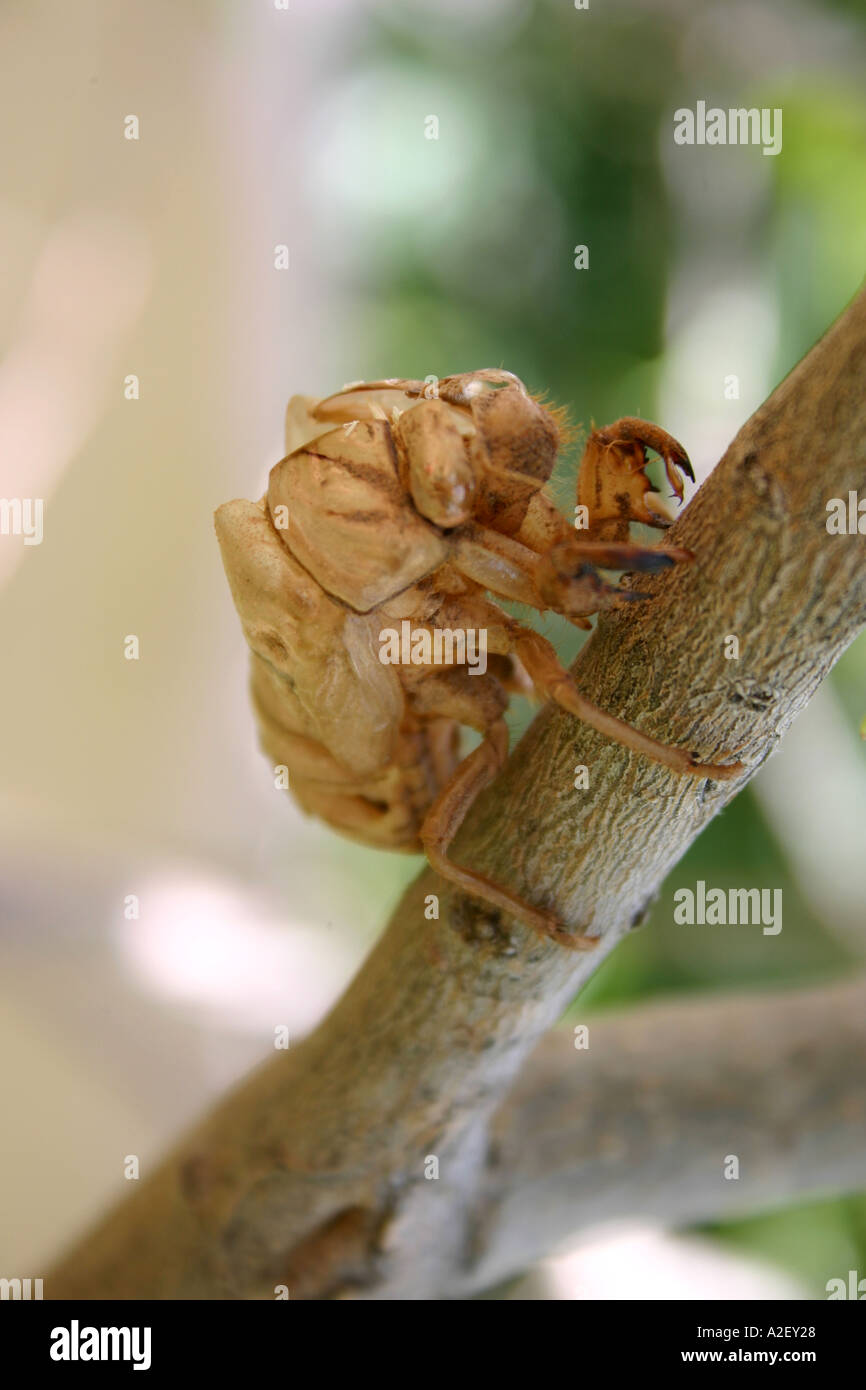 abandoned cicada shell on tree branch Stock Photo - Alamy