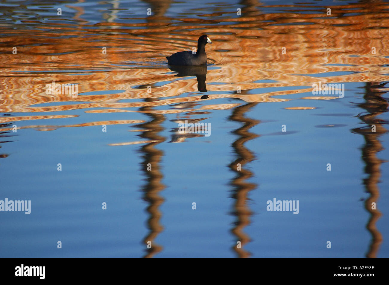 Koot hi-res stock photography and images - Alamy