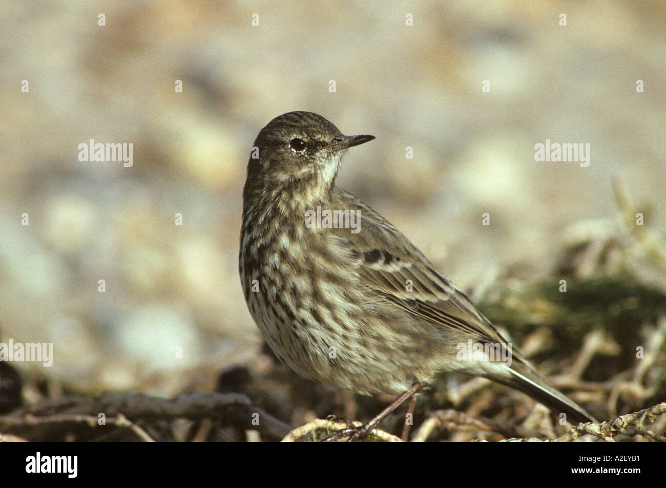 Marsh pipit hi-res stock photography and images - Alamy
