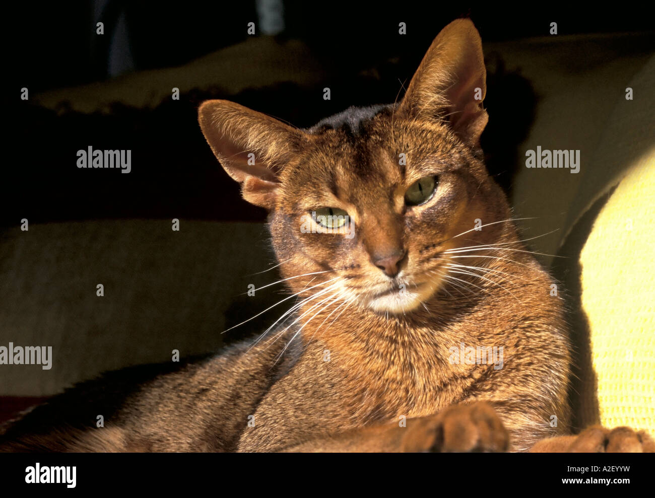 Portrait of Abyssinian cat in sunshine Stock Photo - Alamy