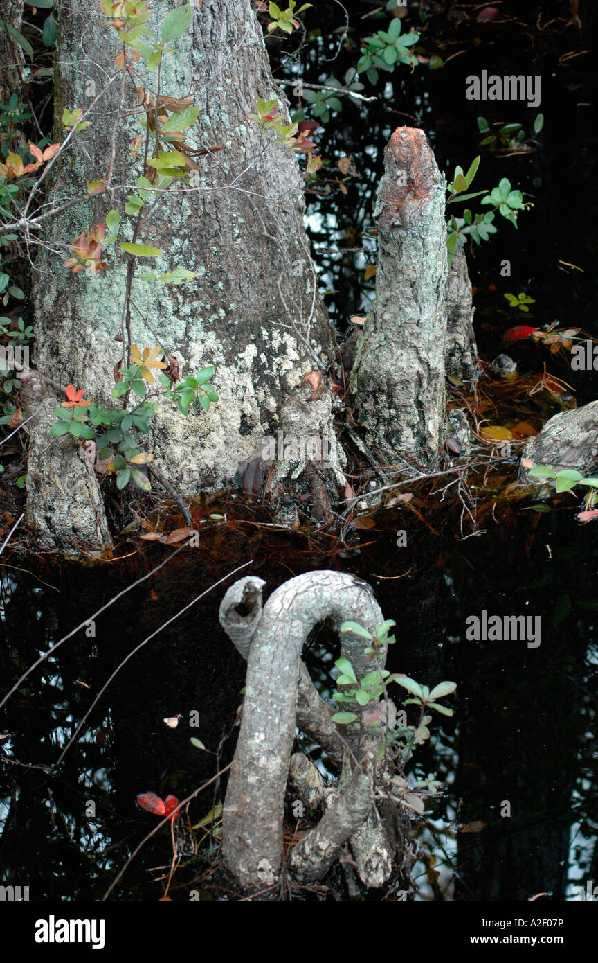 P32 011 Okefenokee - Cedar Trunks and Knees - Georgia Stock Photo - Alamy