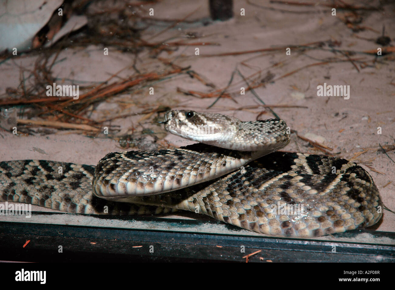 P32 018 Okefenokee - Diamondback Rattlesnake - Georgia Stock Photo - Alamy