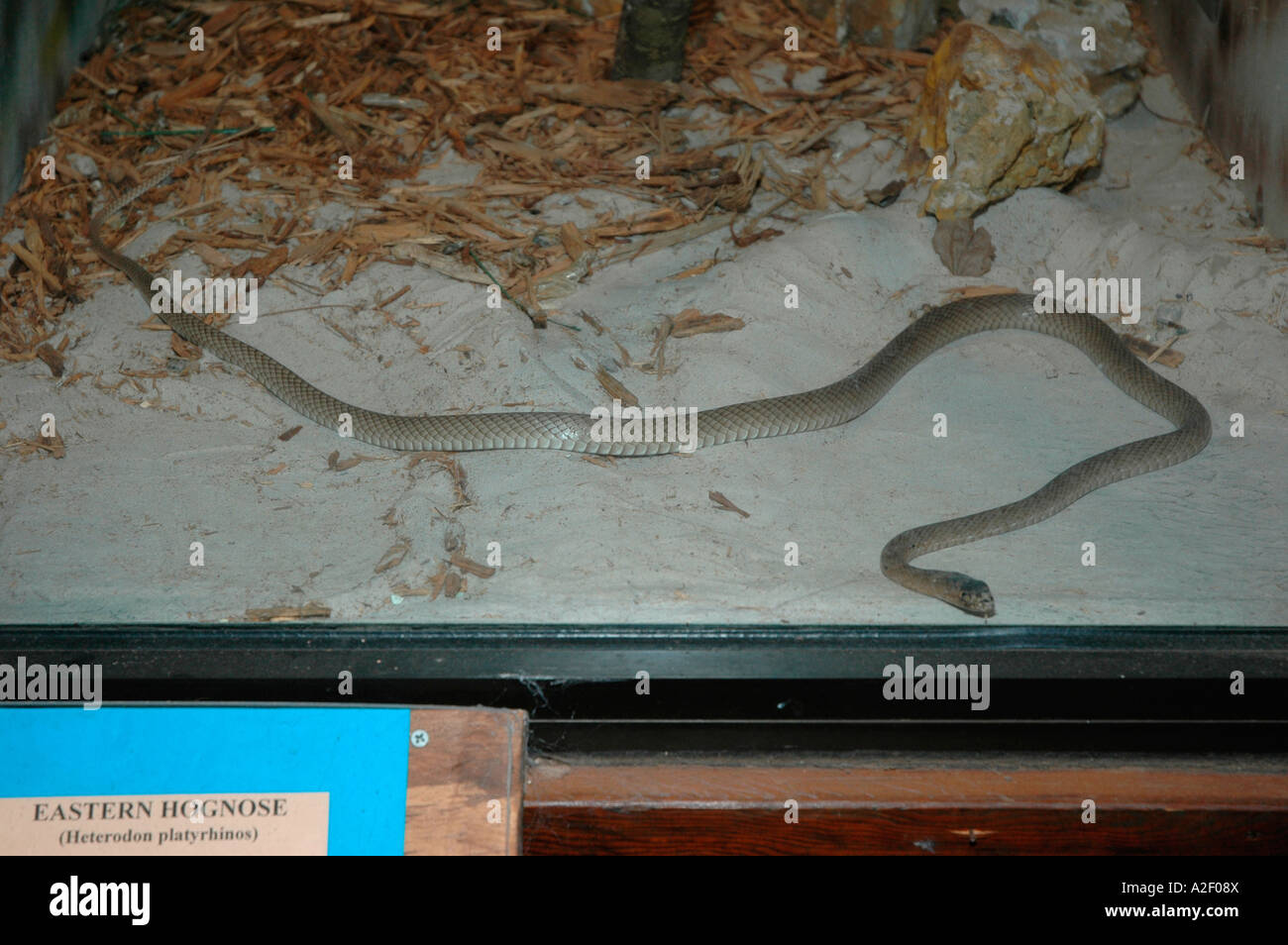 P32 020 Okefenokee - Eastern Hognose Snake - Georgia Stock Photo - Alamy