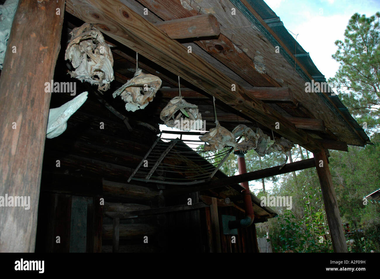 Fish heads hi-res stock photography and images - Alamy