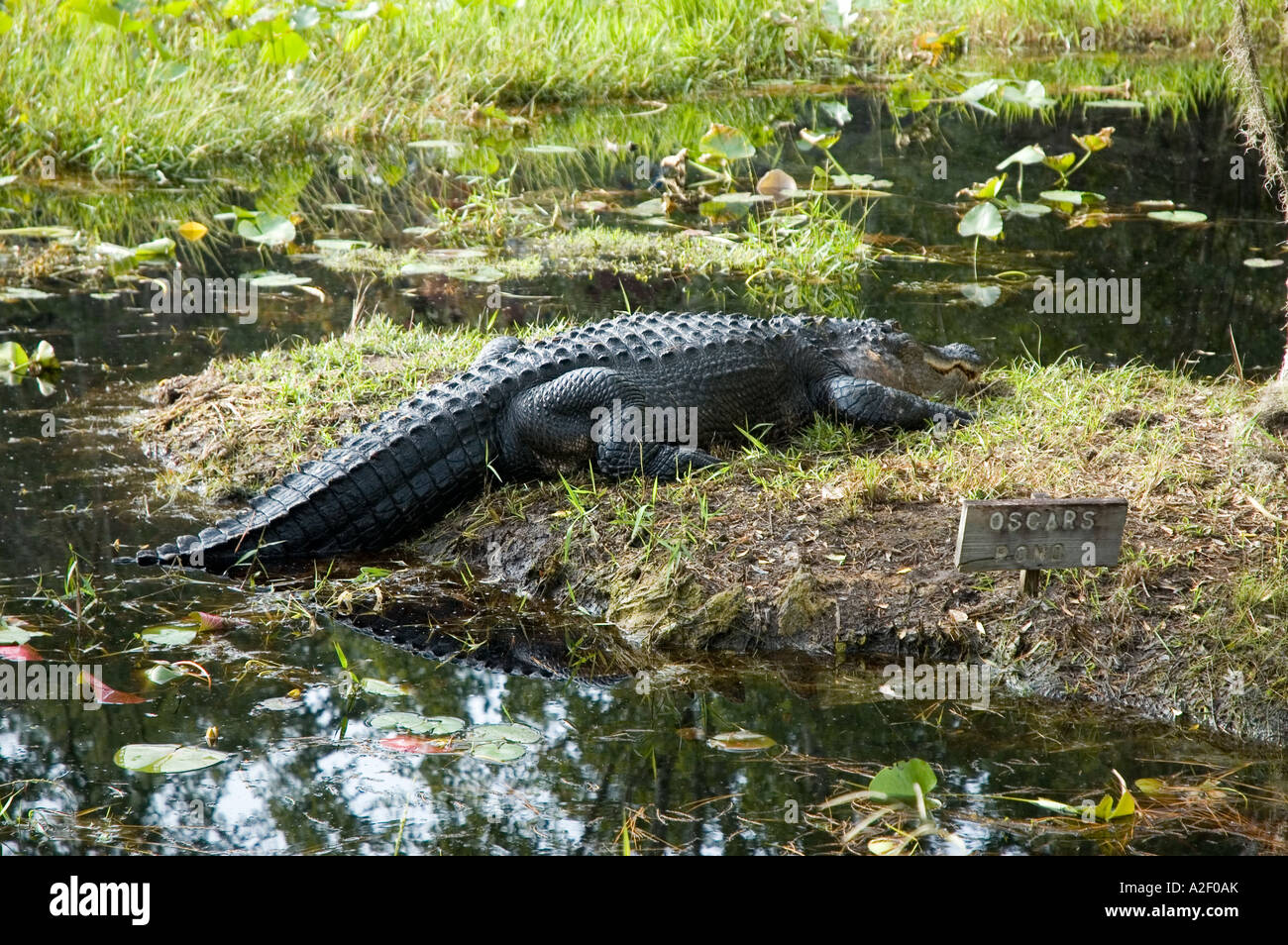 Okefenokee Swamp Alligators