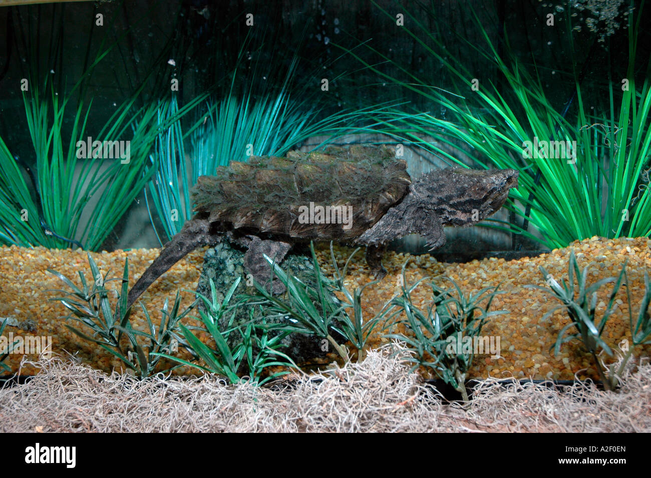 P32 051 Okefenokee - Snapping Turtle - Georgia Stock Photo - Alamy