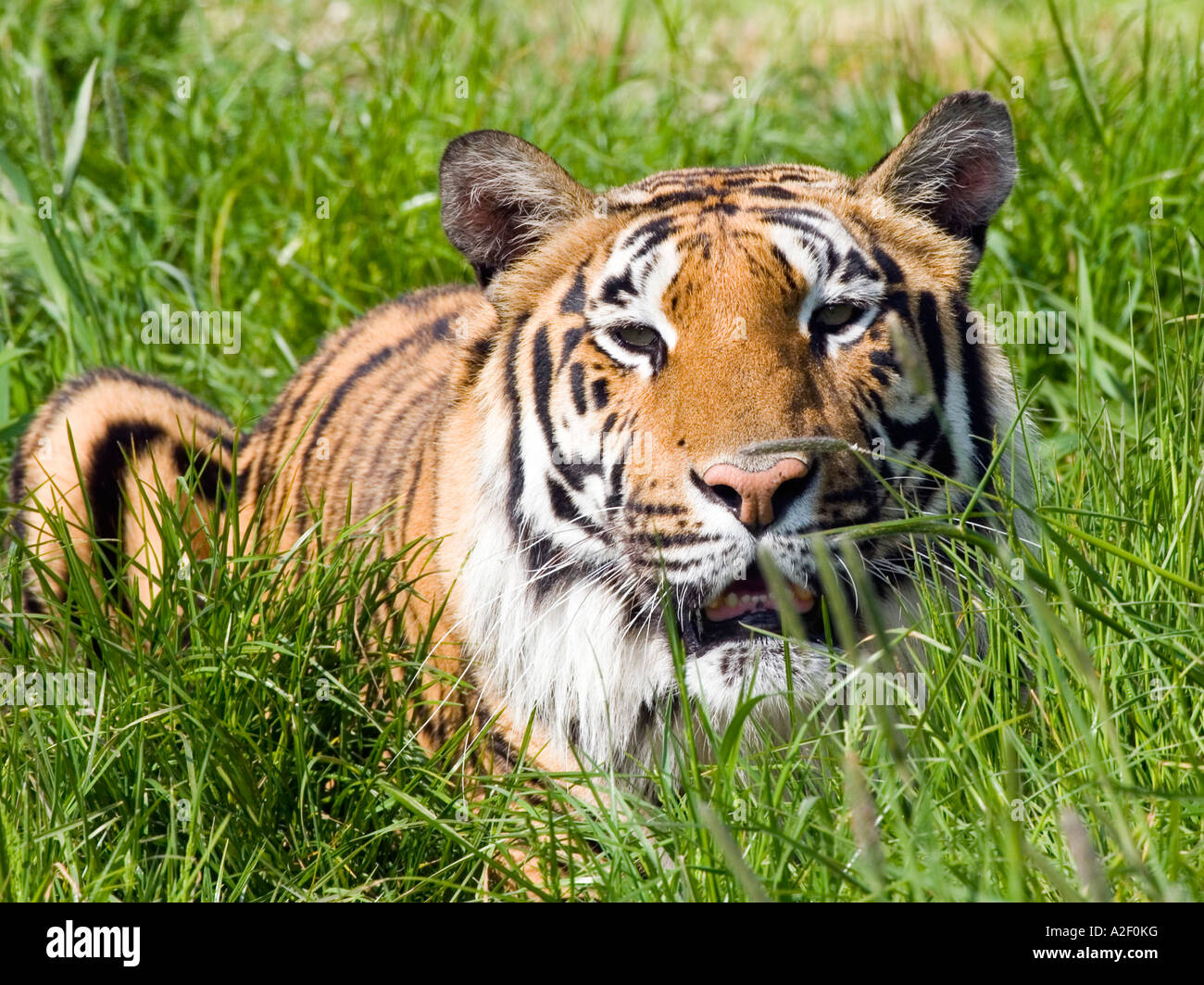 Tiger Hiding In Grass Stock Photo Alamy tiger-hiding-in-grass-stock-photo-alamy