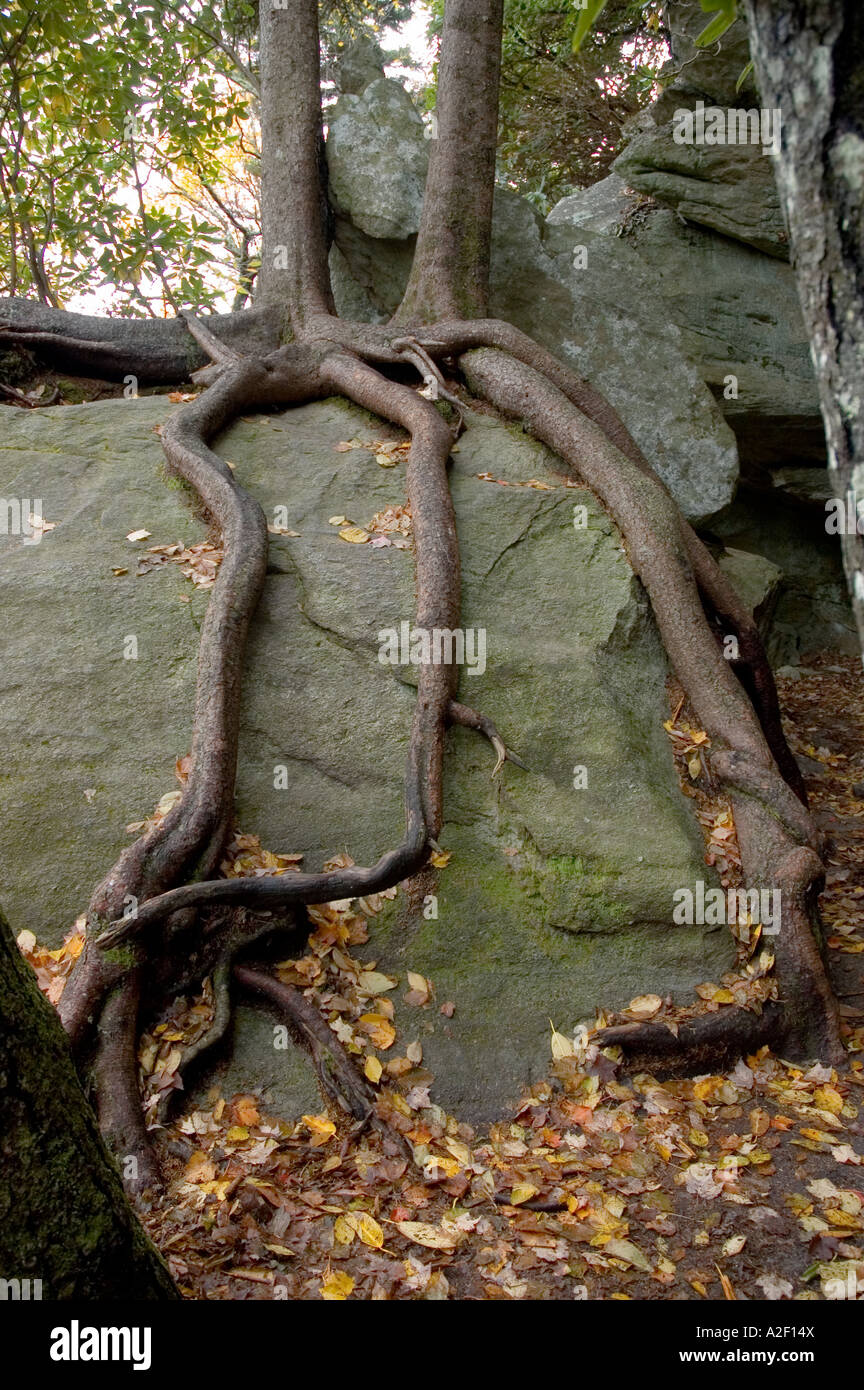 Roots growing into rock hi-res stock photography and images - Alamy