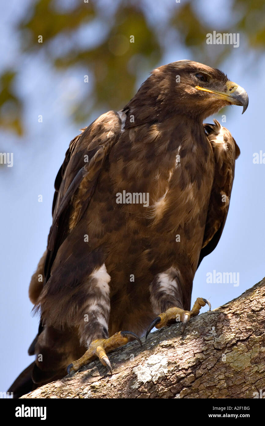 African Hawk sat on branch of tree Stock Photo - Alamy