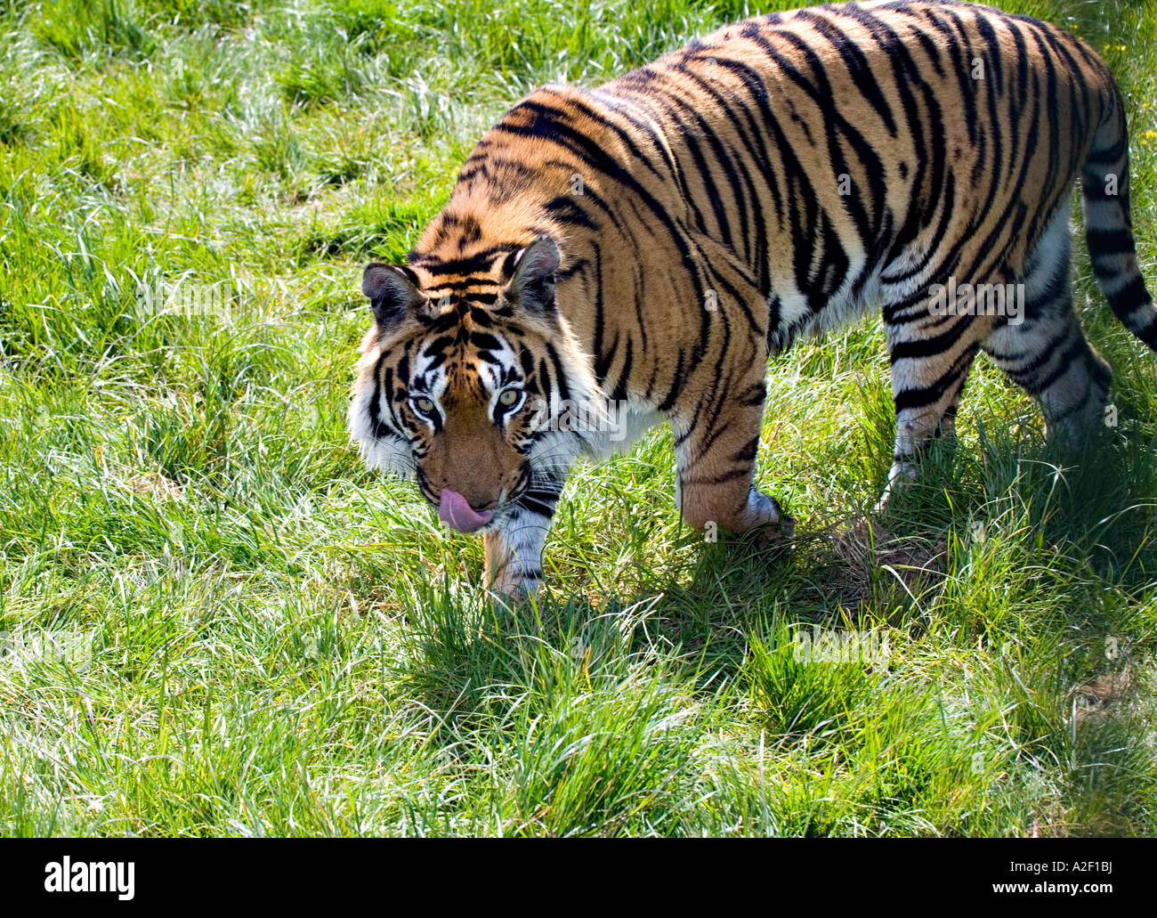 Tiger licking lips hi-res stock photography and images - Alamy