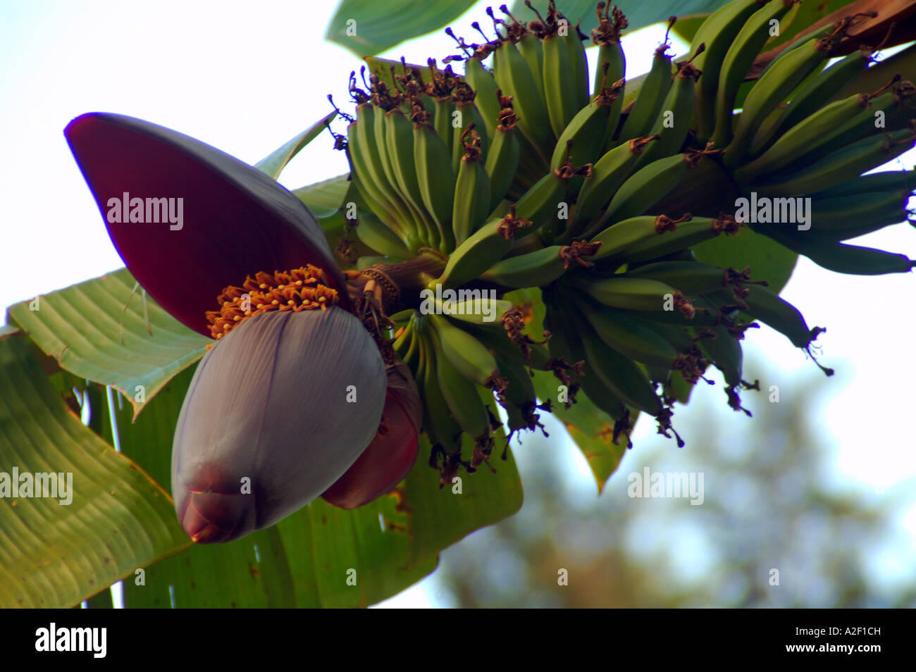 Char tree hi-res stock photography and images - Alamy