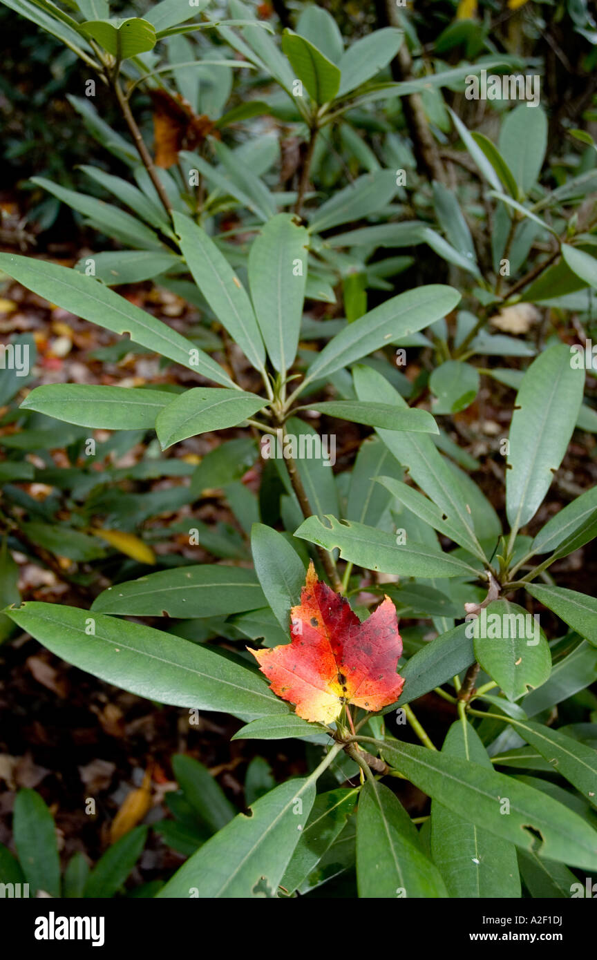 P32 139 rhododendron with Red-Yellow Fall Leaf Stock Photo - Alamy