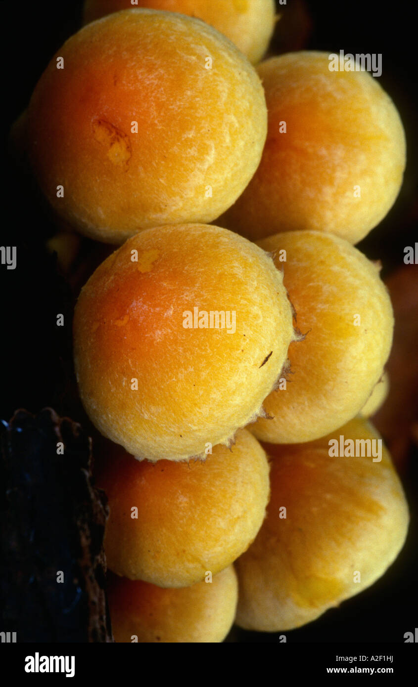 Toadstools from above hi-res stock photography and images - Alamy