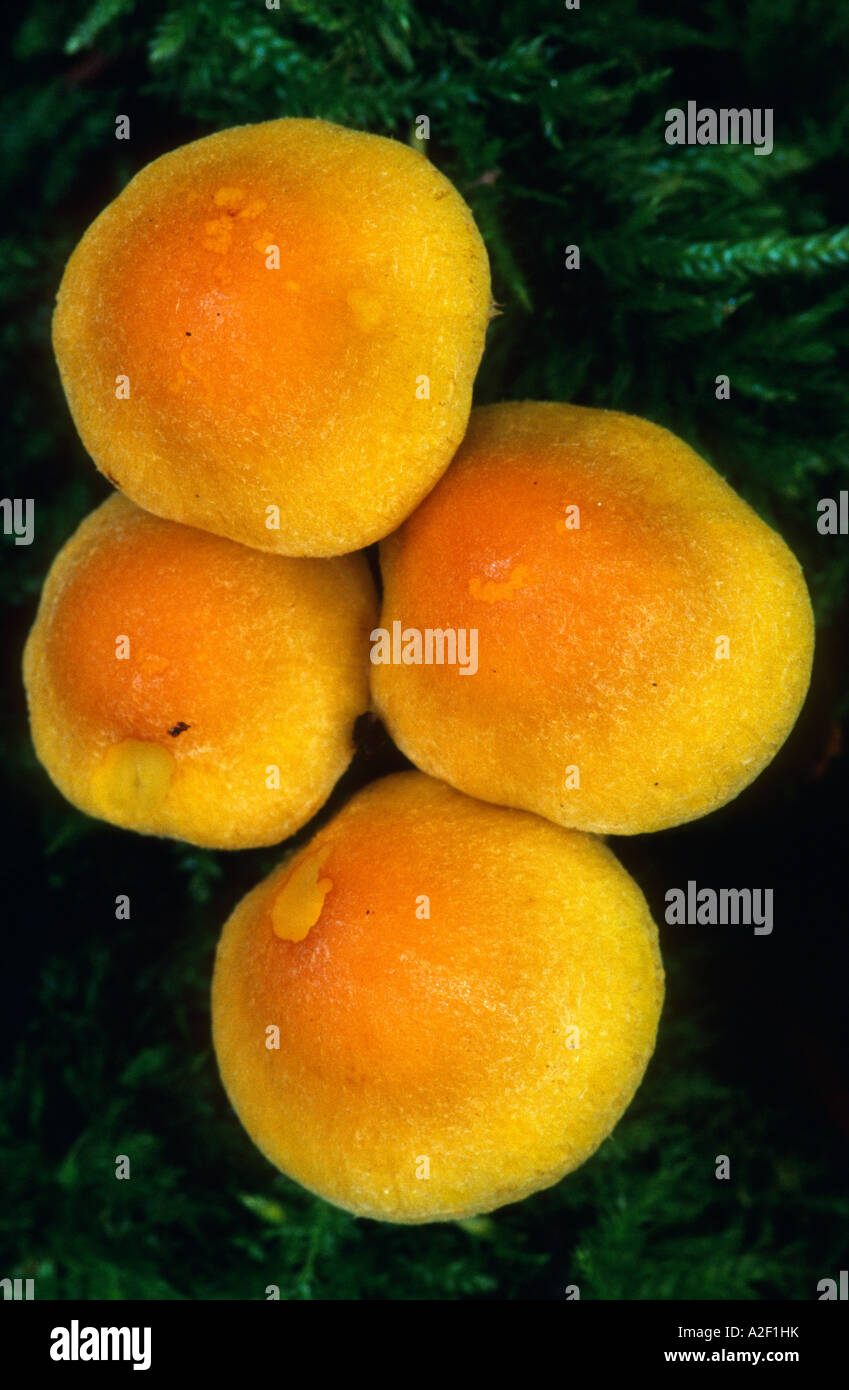 Toadstools from above hi-res stock photography and images - Alamy