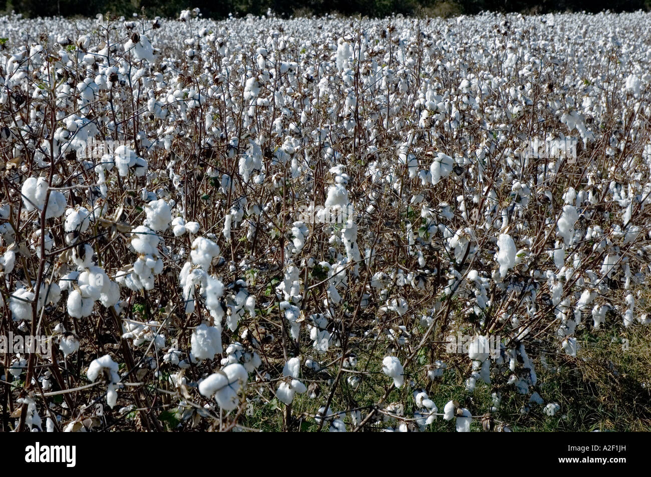 Cotton field georgia hi-res stock photography and images - Alamy