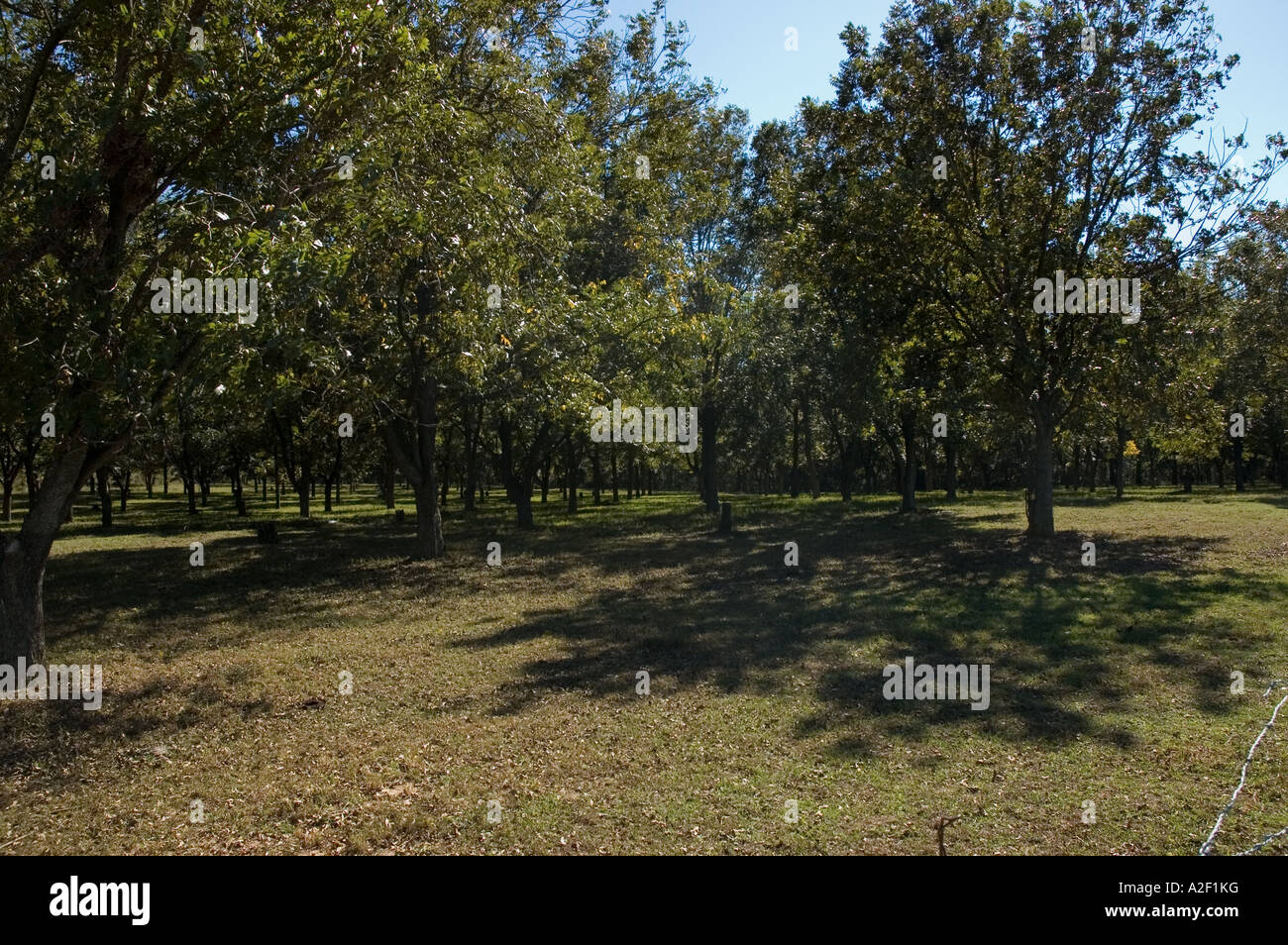 Georgia pecan grove hi-res stock photography and images - Alamy