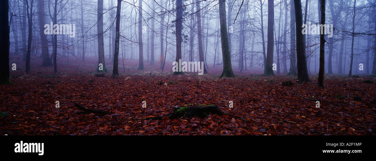 Beech trees in Winter, Forest of Dean, UK Stock Photo - Alamy