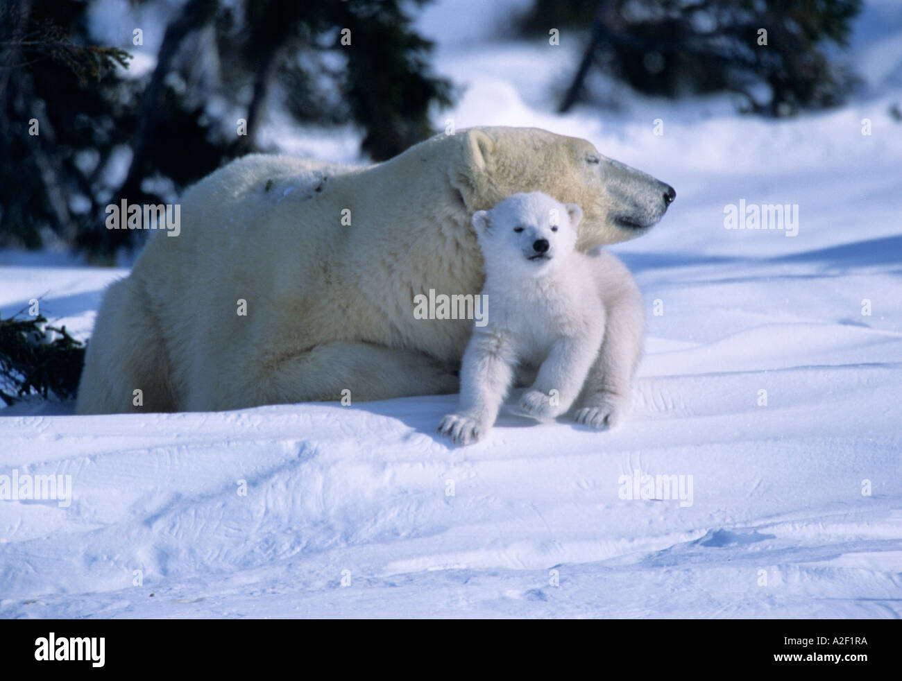 Female Polar Bear lying down with cub or coy under chin, Canada ...