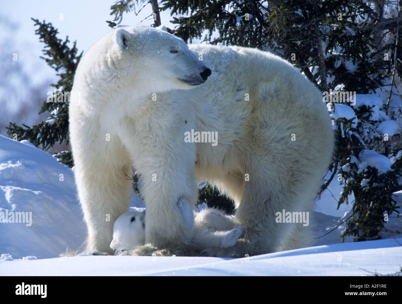 Female Polar Bear standing with cub of the year(coy) underneath Canada ...