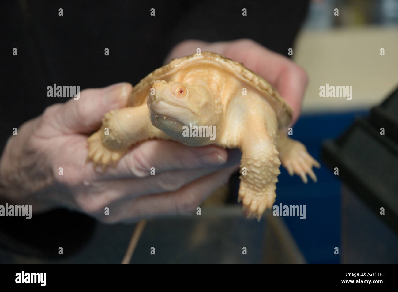P32 194 Albino Snapping Turtle from Grand River London Childrens Museum ...