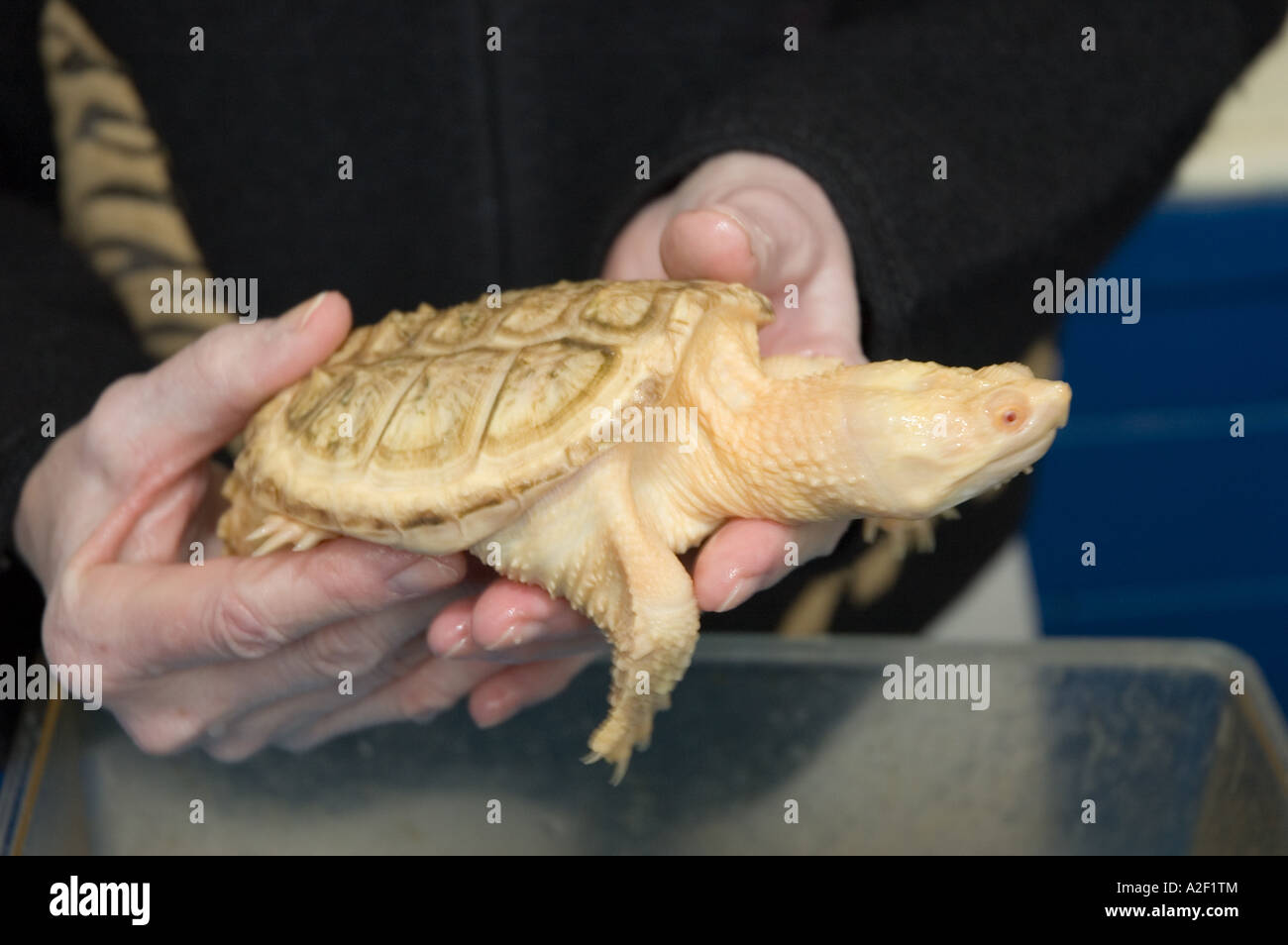 P32 195 Albino Snapping Turtle from Grand River London Childrens Museum ...