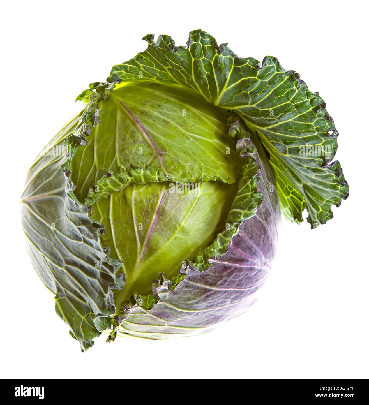 Victorian variety of cabbage January King on white background grown in ...