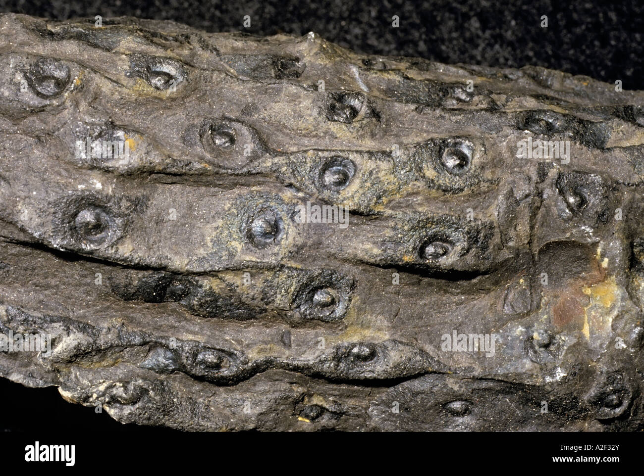 Stigmaria hi-res stock photography and images - Alamy