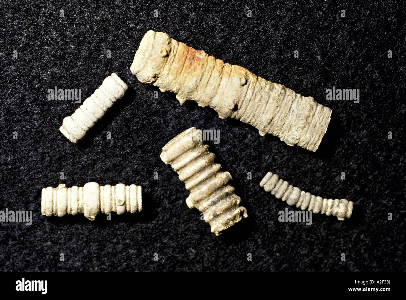 Fossil crinoid stems from Caldbeck England UK Stock Photo - Alamy