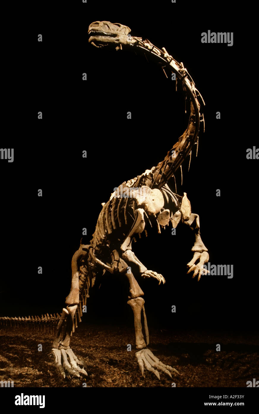 Dinosaur skeleton Lufengosaurus a prosauropod of the Upper Triassic ...