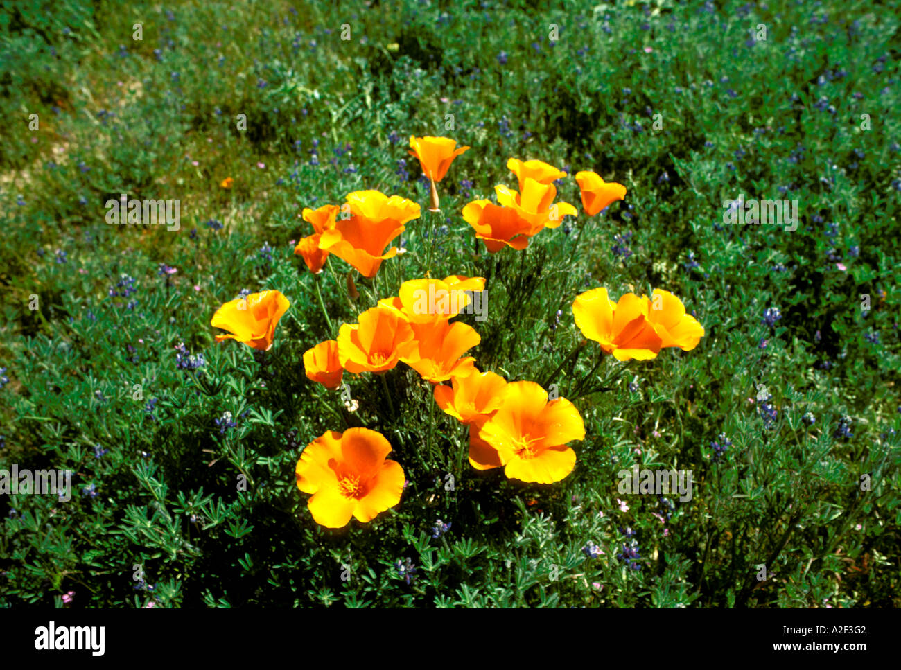 California Death Valley poppies Stock Photo - Alamy