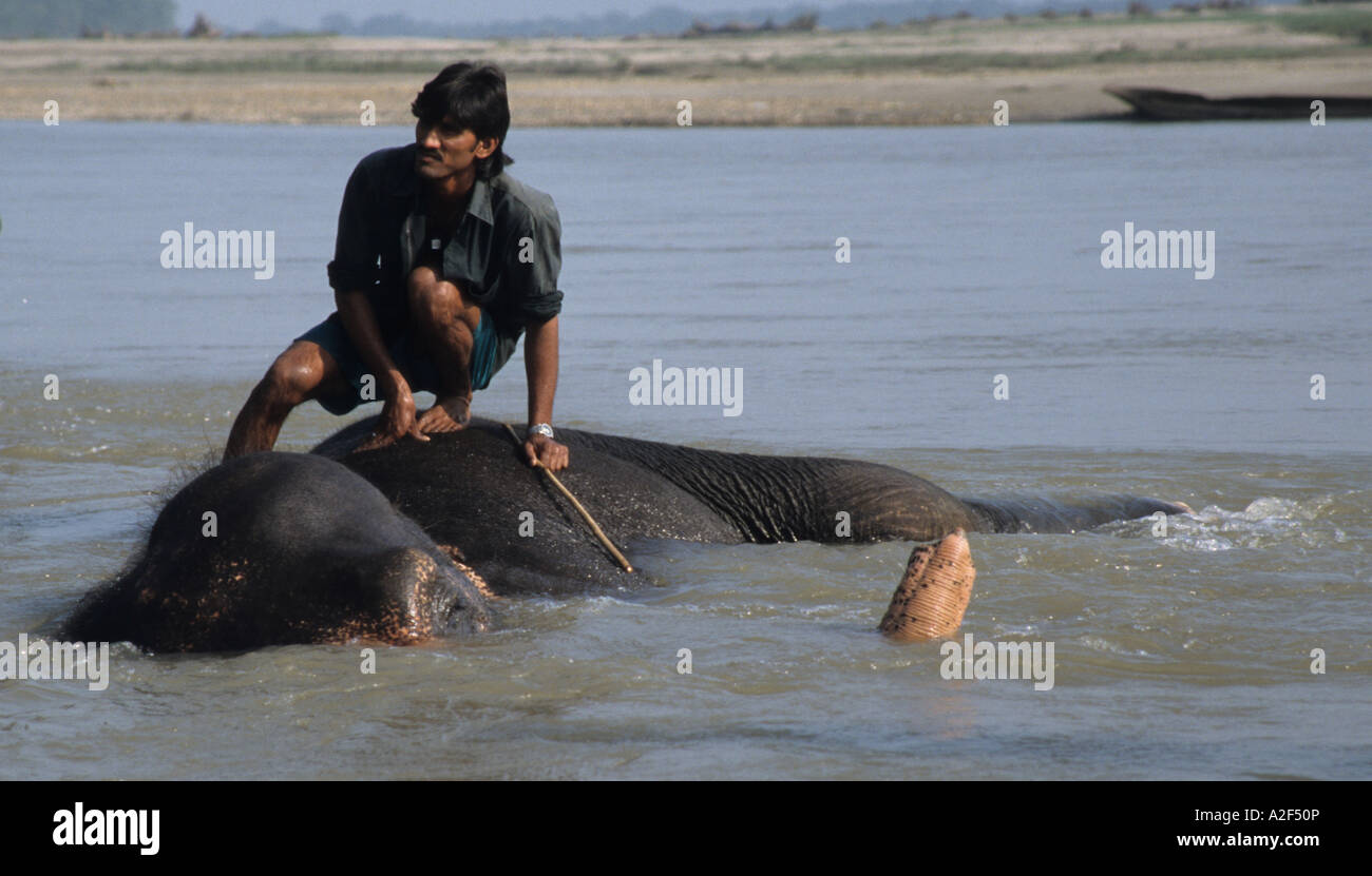 A handler crouching as his elephant takes a bath in Chitwan National ...
