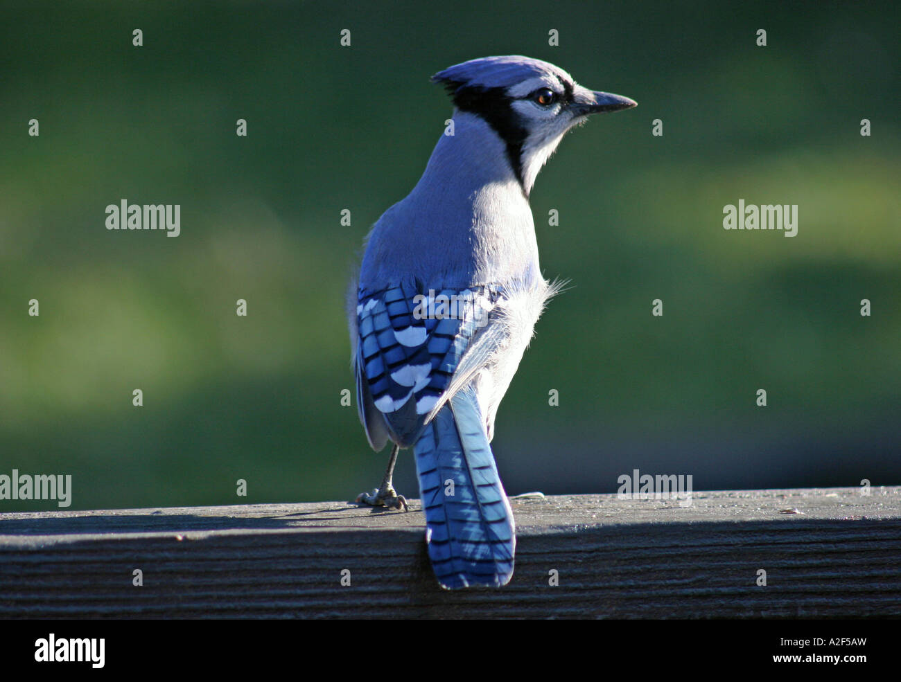 Blue Jay standing on rail view from back profile Stock Photo - Alamy