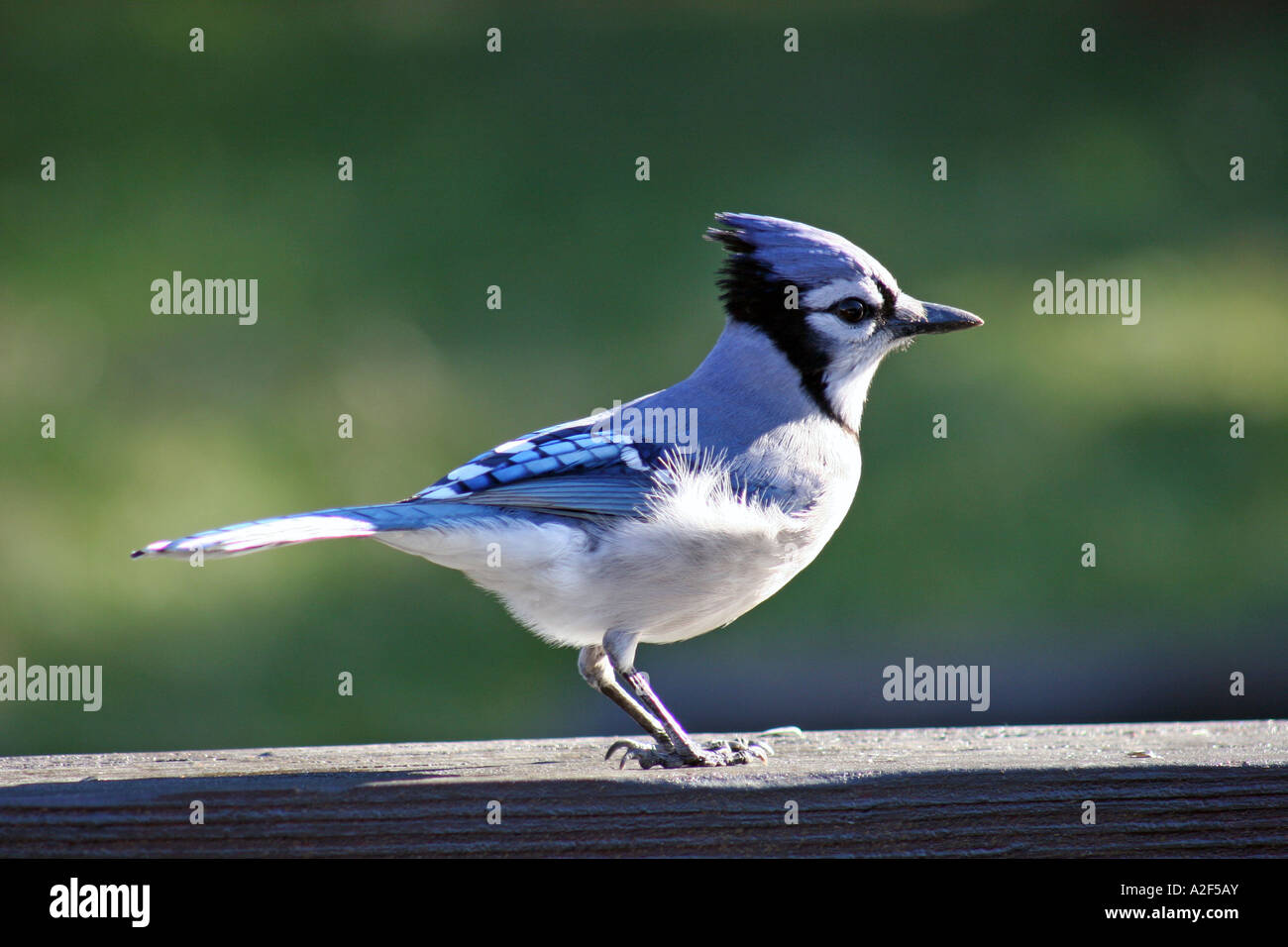 Blue jay standing on bird hi-res stock photography and images - Alamy