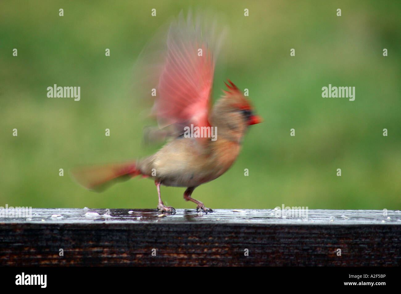 Northern Cardinal female taking off impressionism Stock Photo - Alamy