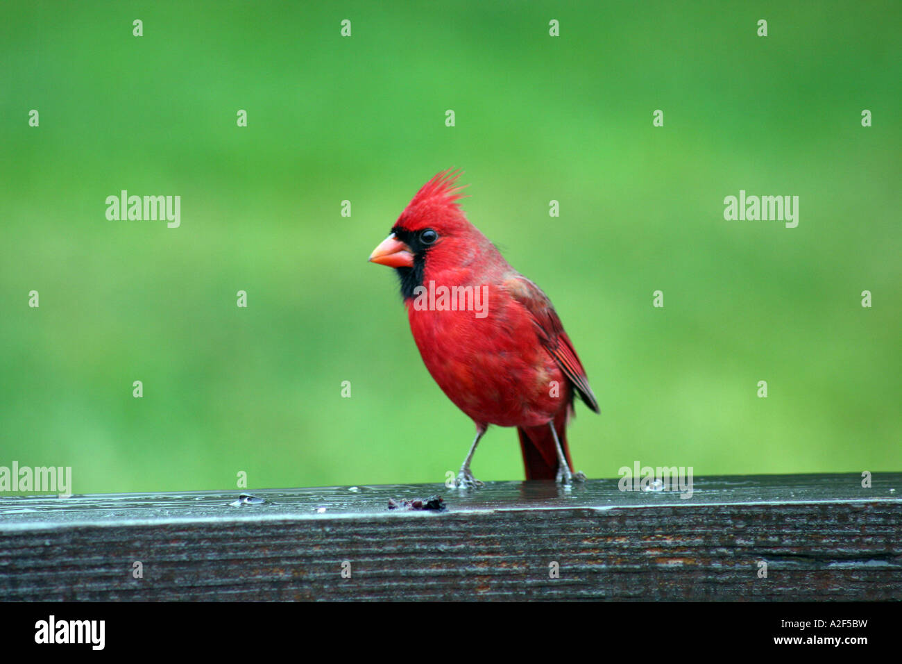 Northern Cardinal male standing on rail front view Stock Photo - Alamy