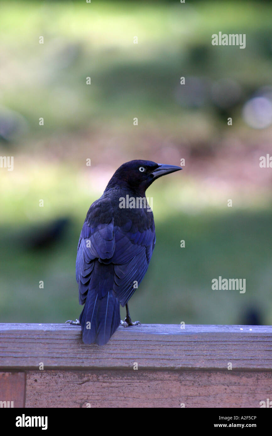 Common grackles hi-res stock photography and images - Alamy