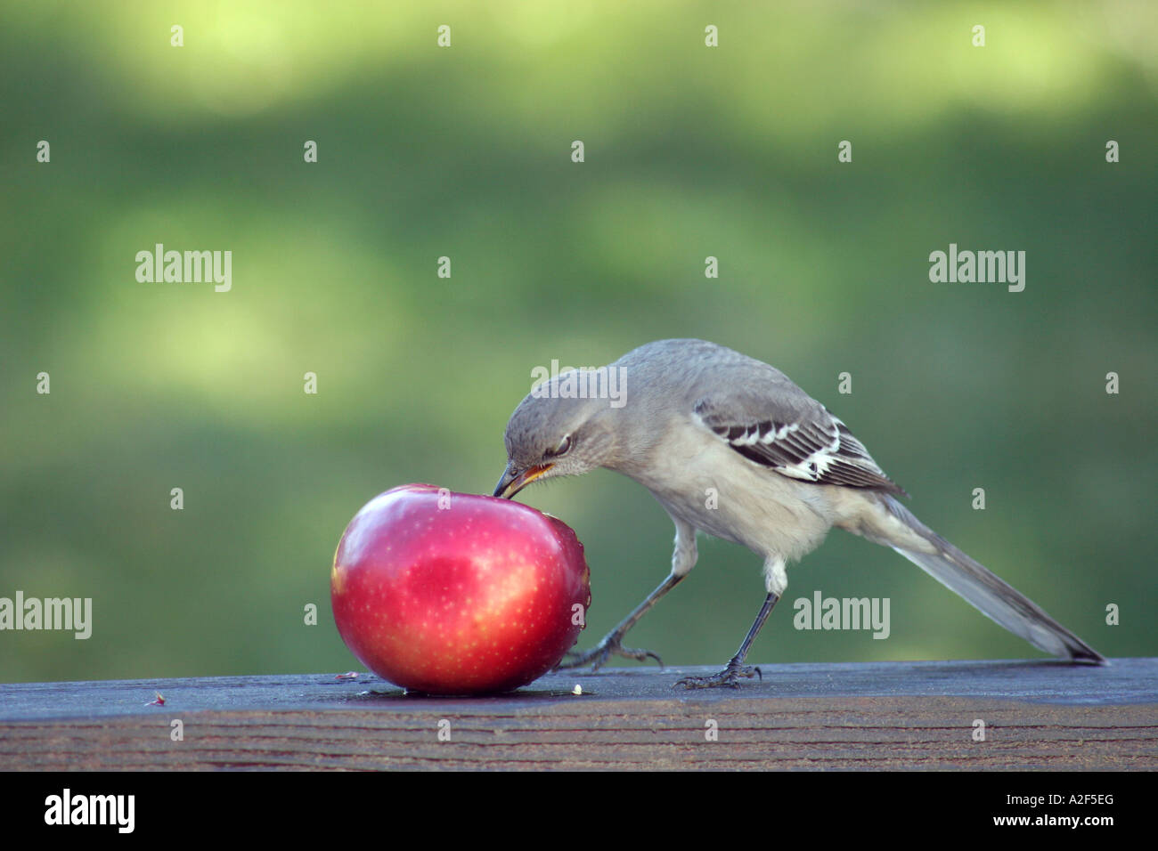 Mockingbird pecking at red apple Stock Photo - Alamy