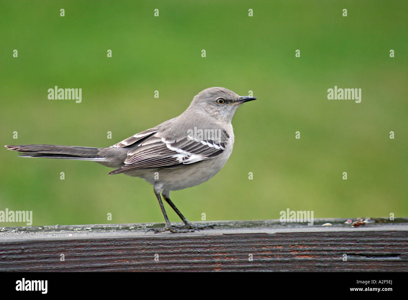 Mockingbird wings hi-res stock photography and images - Alamy