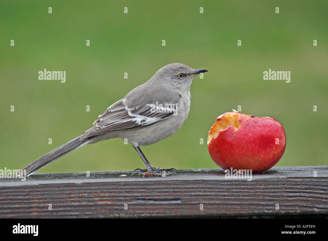Northern Mockingbird with partially eaten red apple Stock Photo - Alamy