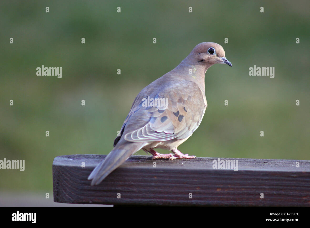 Mourning Dove on railing looking right Stock Photo - Alamy