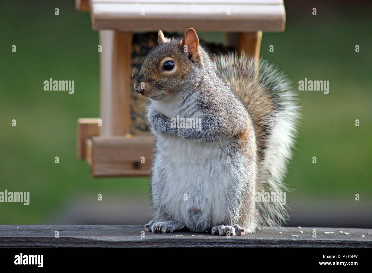 Crazy hopper hi-res stock photography and images - Alamy