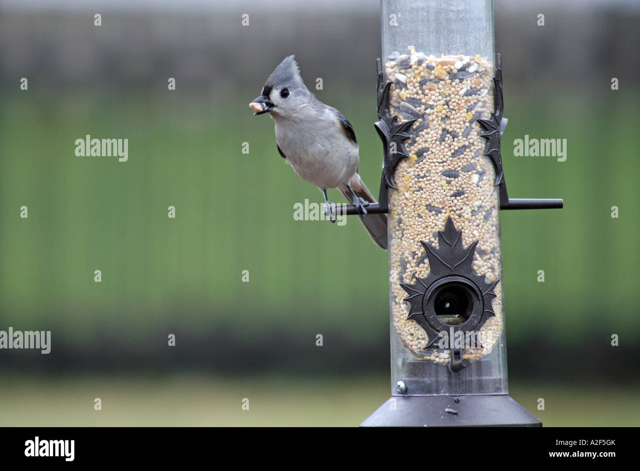 Songbirds tufted titmouse hi-res stock photography and images - Alamy