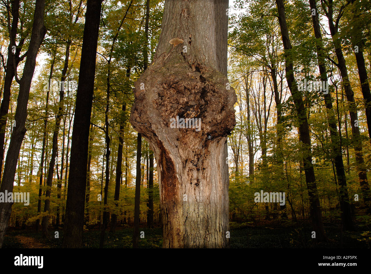Tree gall burl hi-res stock photography and images - Alamy