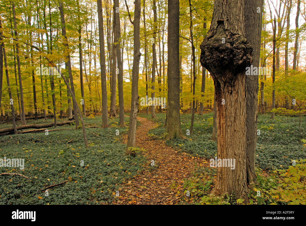 Tree with burl Stock Photo - Alamy